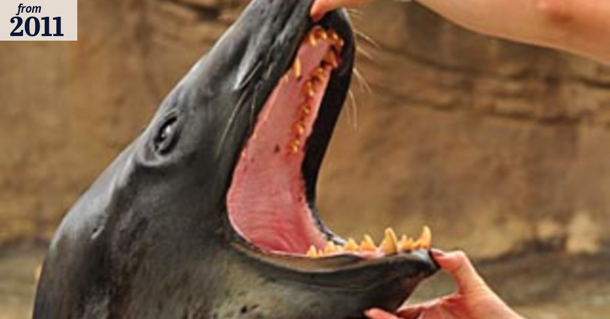 leopard seal teeth size