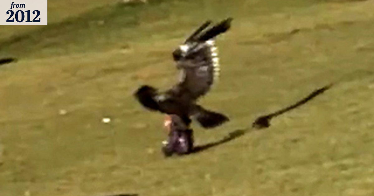 golden eagle attacks child
