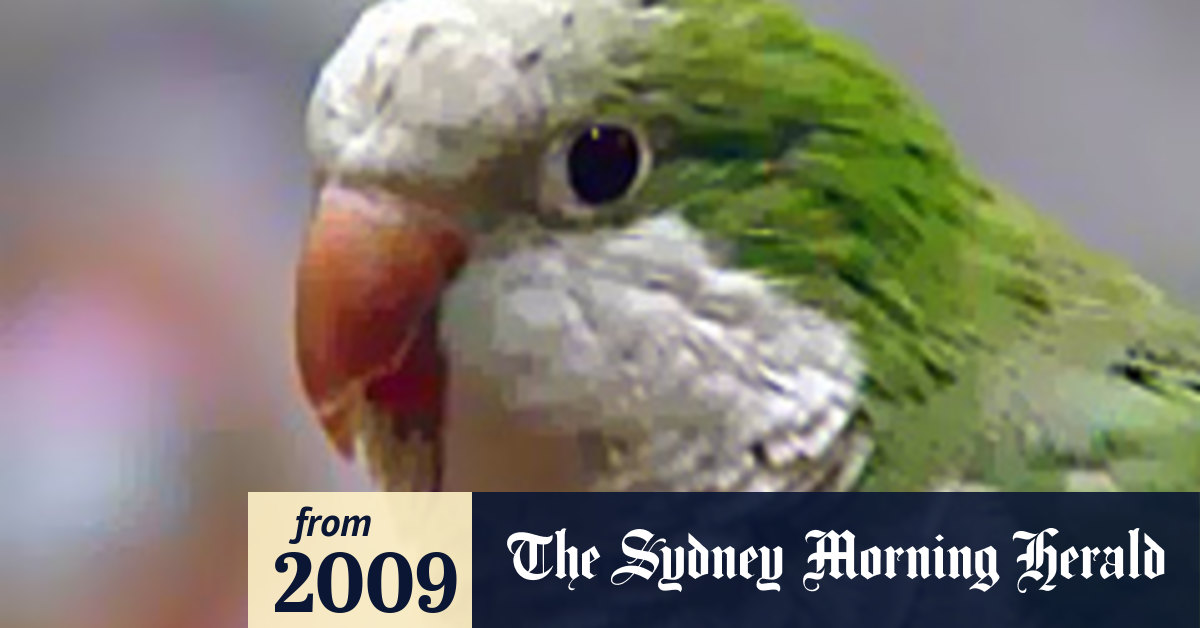 Lasting laughs or flogging a dead parrot?