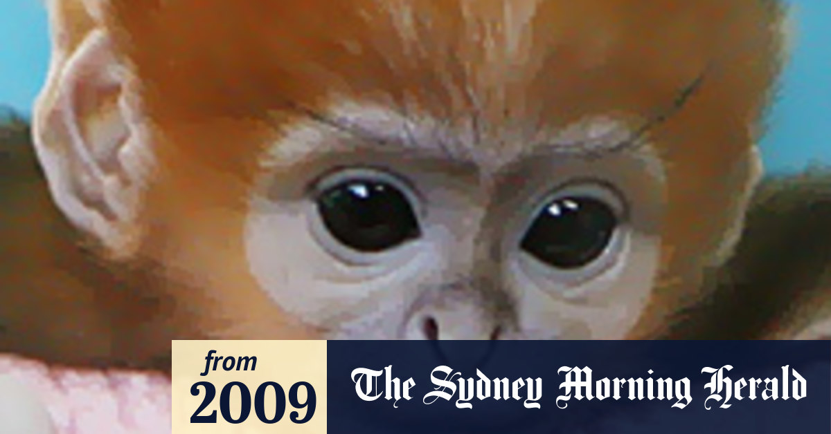 Rare monkey hand-reared at Taronga Zoo