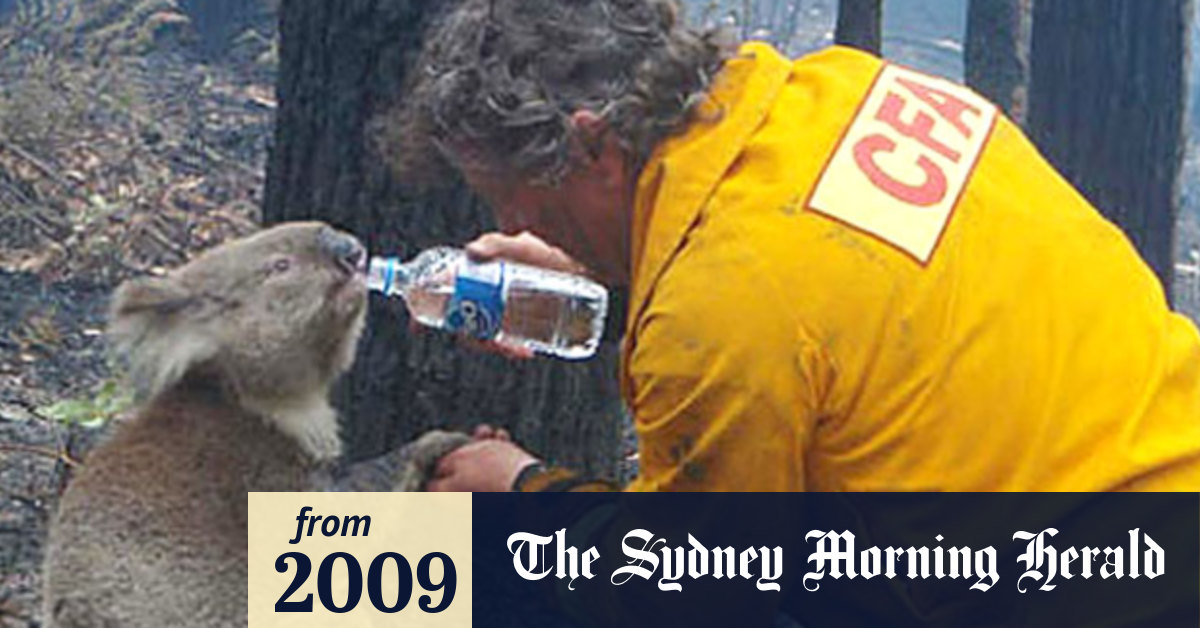 Sam the koala dies