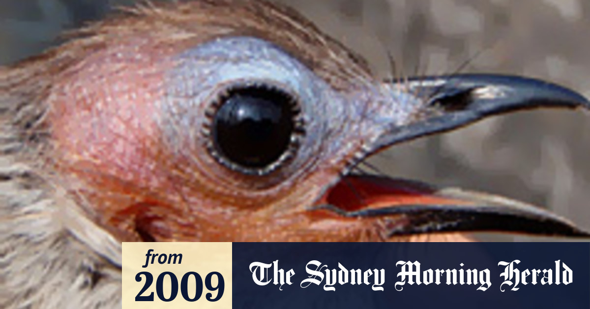 'Bald' bird Asia's first new bulbul in 100 years