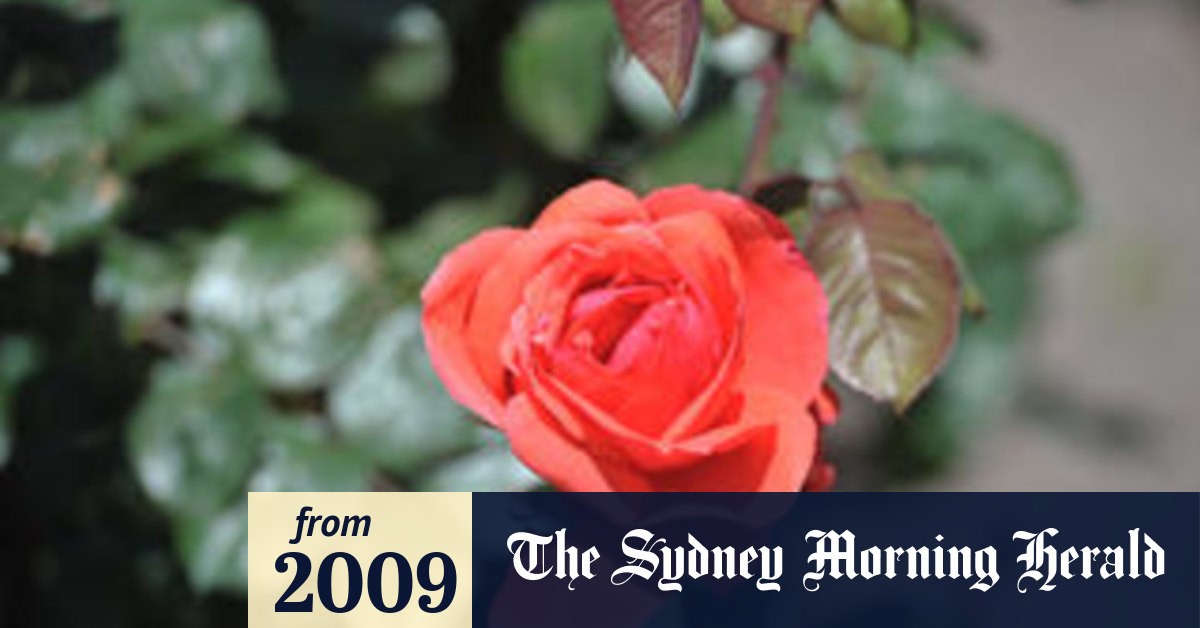 Flemington's famous roses