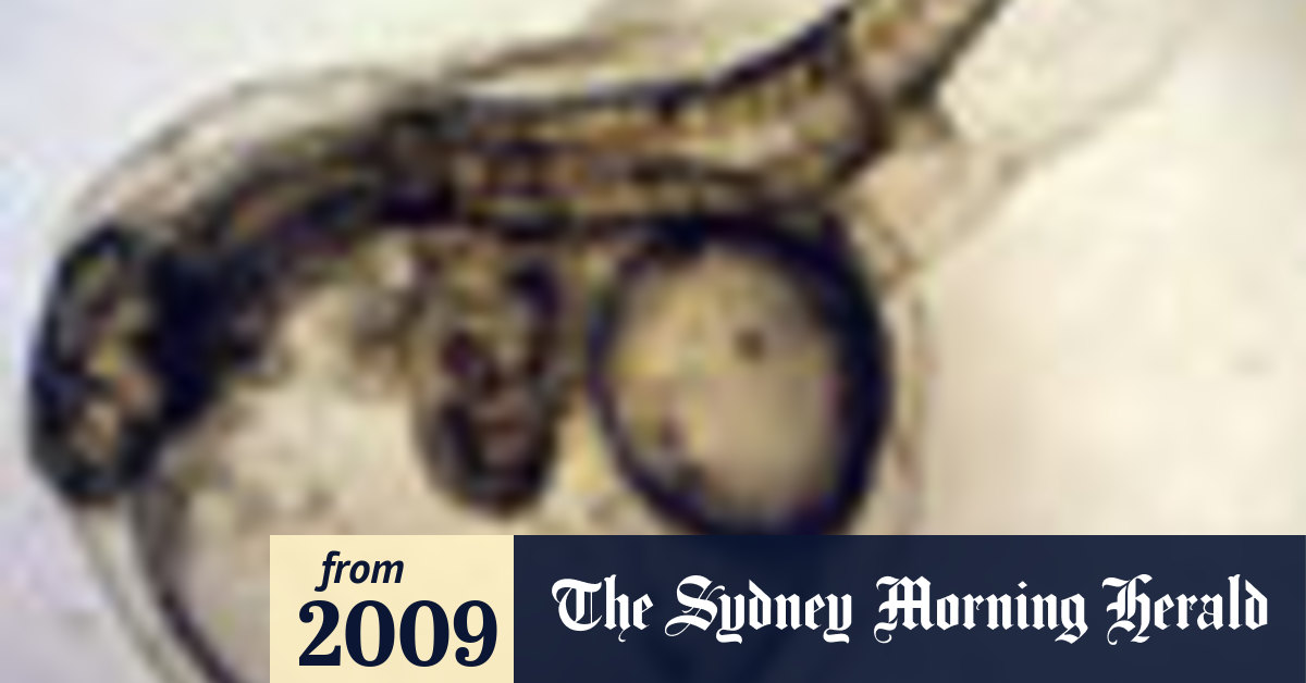 Three-headed fish found on Sunshine Coast