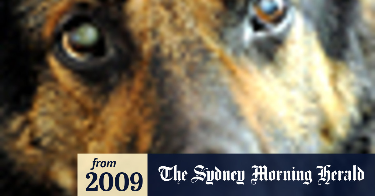 Policewoman's face mauled in dog attack