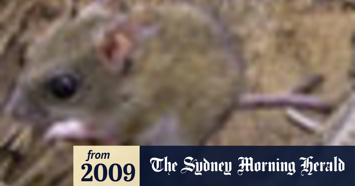 Mouse diet improves appetite research