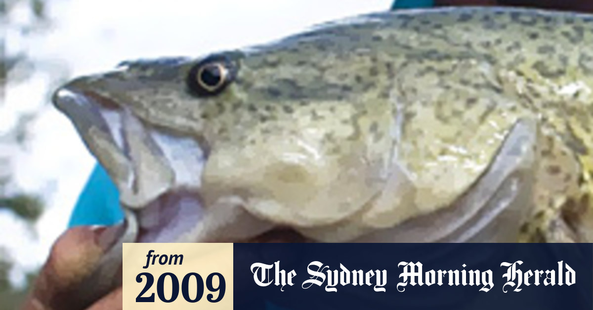 Murray cod make remarkable comeback
