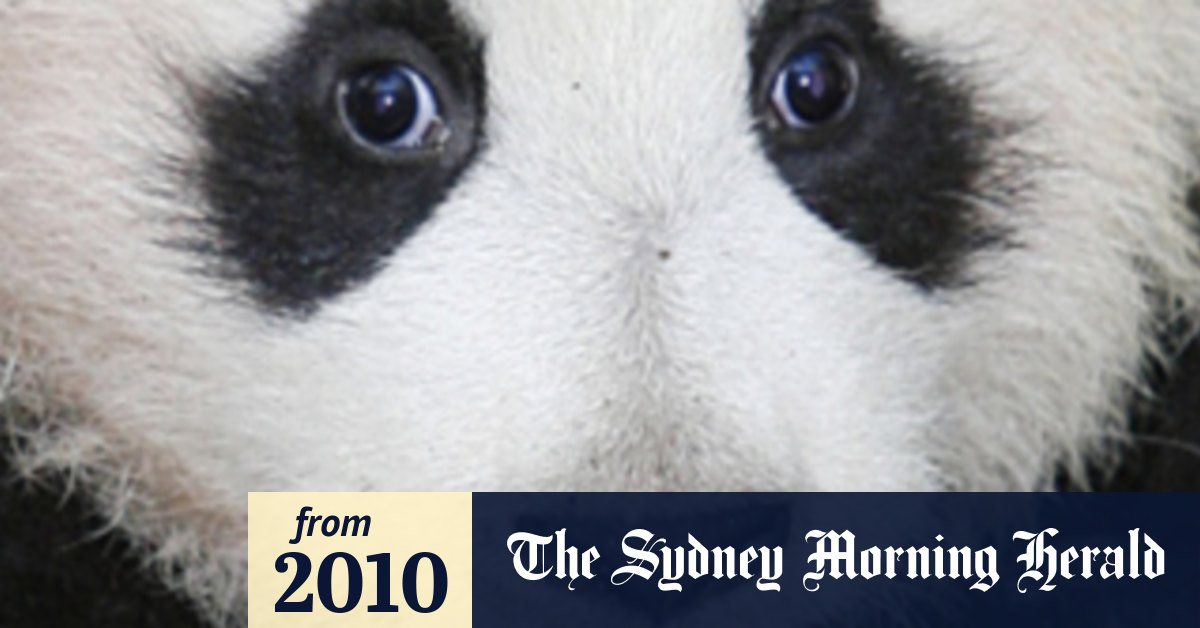 China panda baby boom