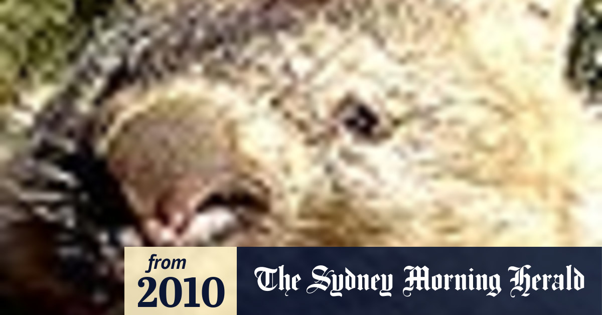 Wombat combat: danger is their middle name