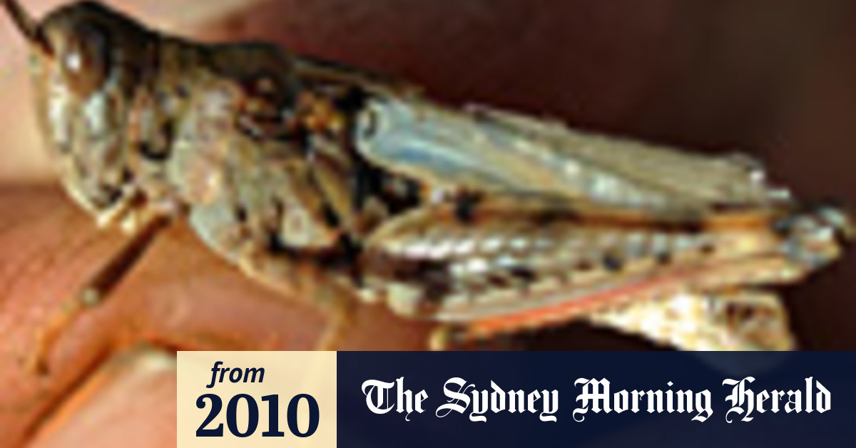 Locust plague