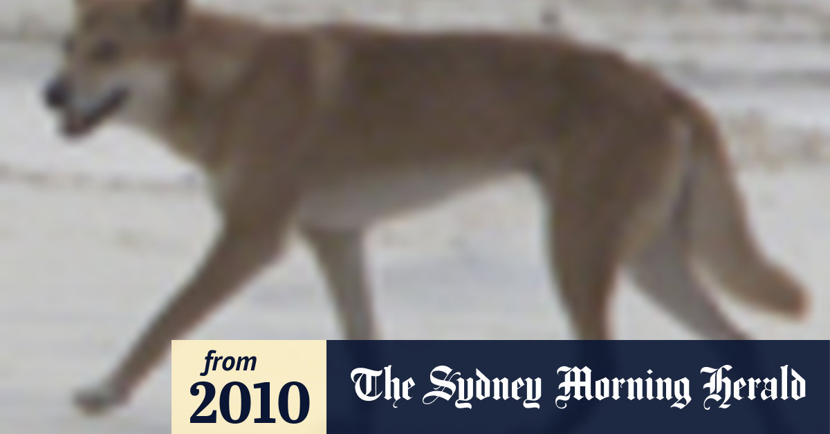 Tourists 'threatening dingo extinction'