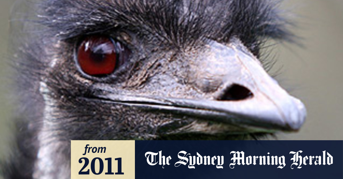 Emu: the other red meat?