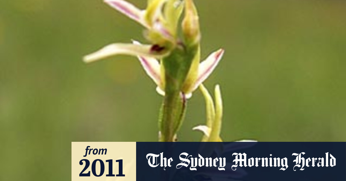 Hard to find at the best of times this orchid is in grave danger