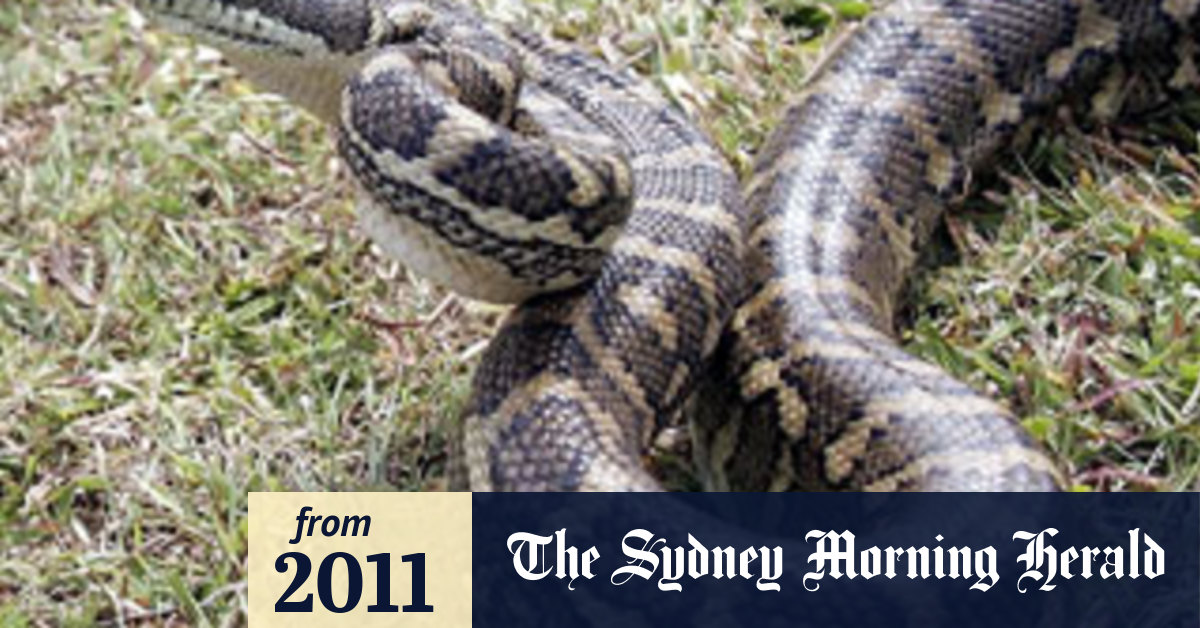 Man-Eating Super Snake, Sunday, August 28