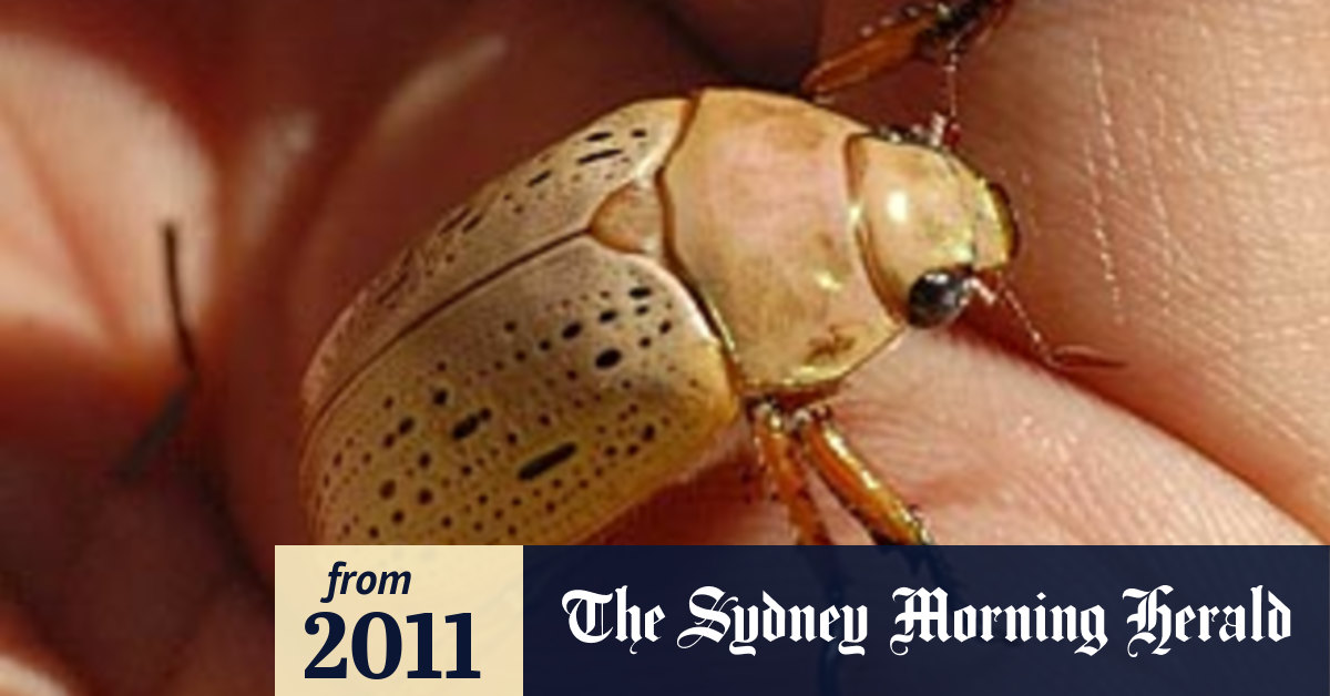 There goes the sun ... and with it the beetle invasion