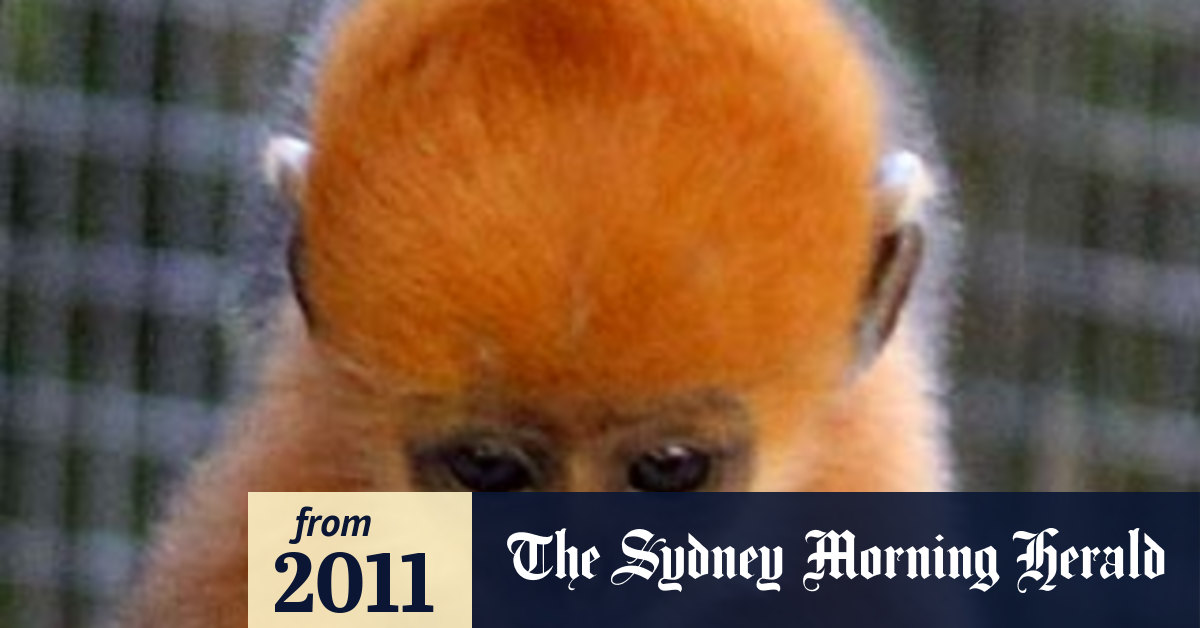 Regrets, they've had a few: monkeys offer science insights on depression