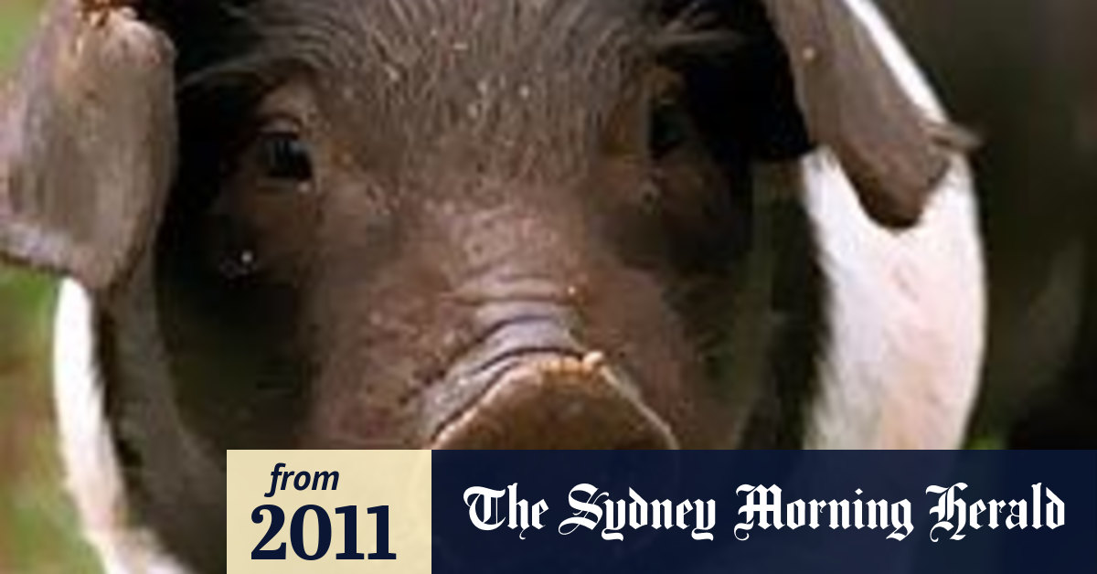 Invaders: Pigzilla, Thursday, June 23