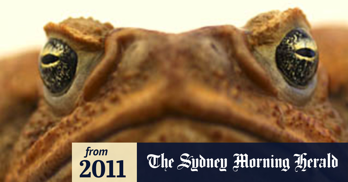 Dam fences catch cane toads on the hop