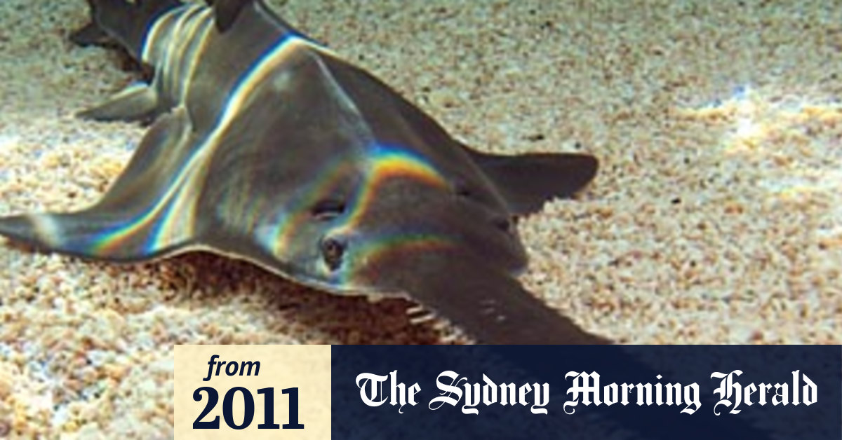 Sawfish: coming to an aquarium near you