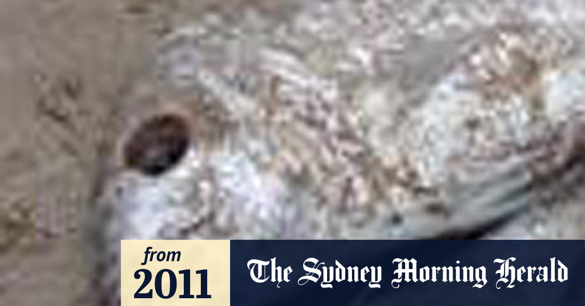 Hundreds of dead snapper washed up on New Zealand beach