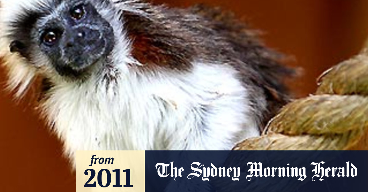 Rare monkey Rico finally home