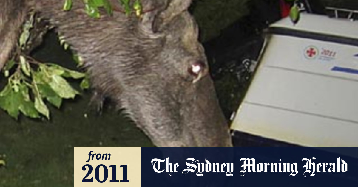 'Drunk' moose stuck in tree