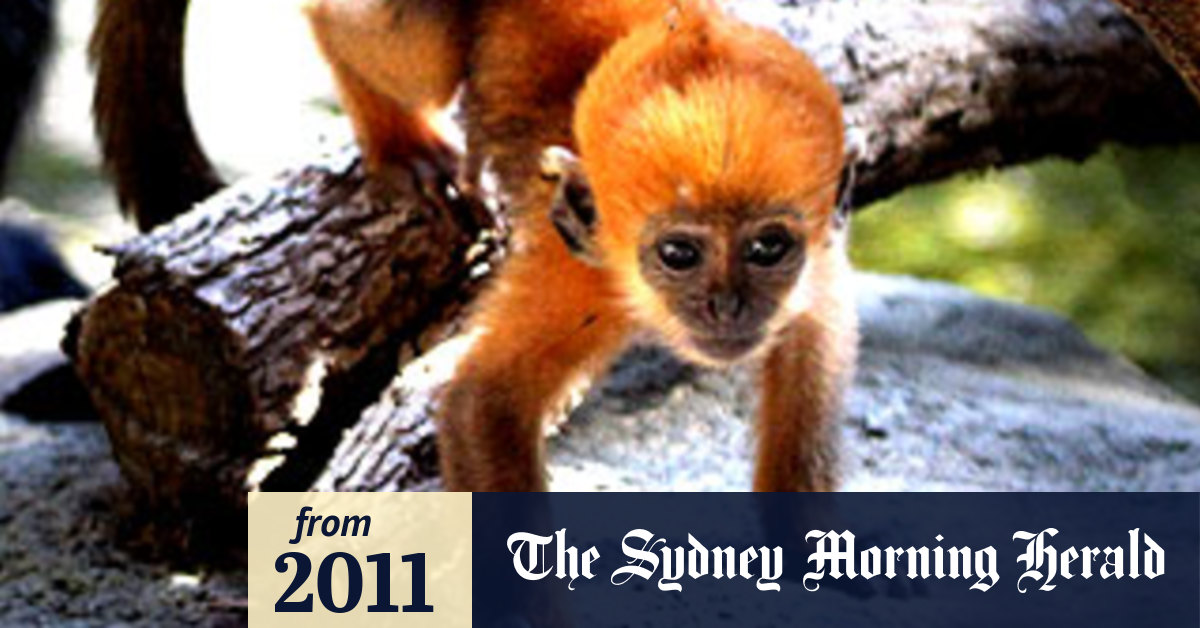 Taronga shows off orange baby monkey