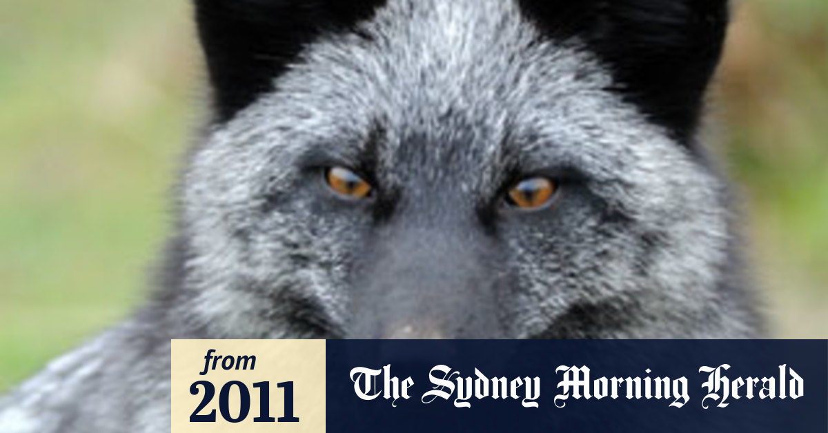 Silver fox import plan condemned