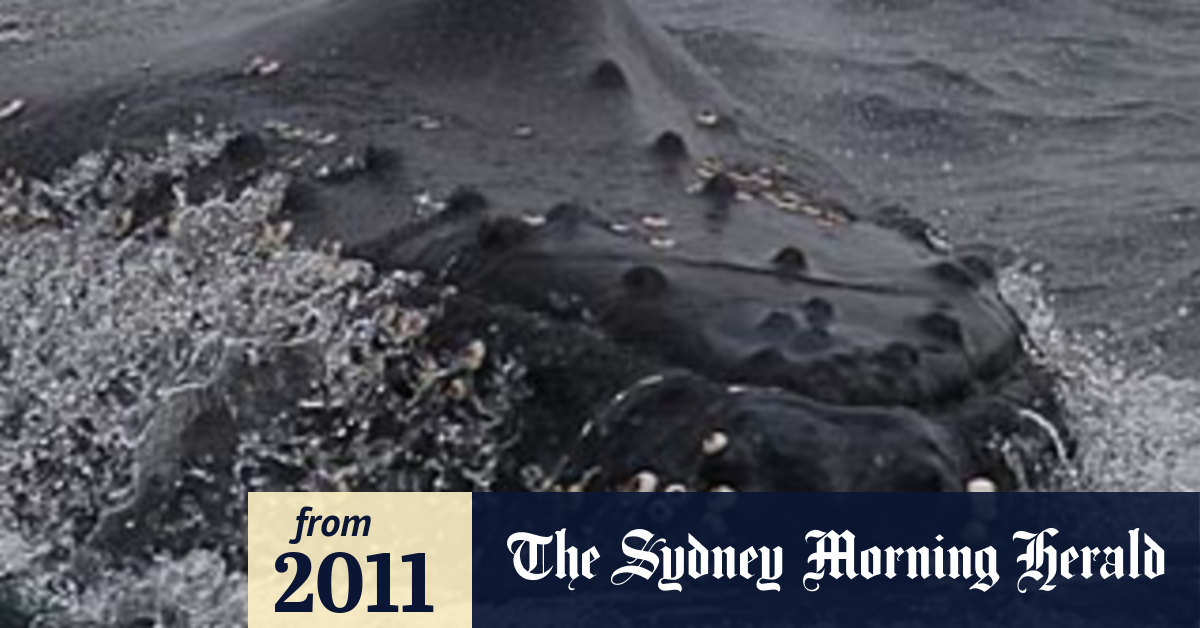 Whale numbers boom during migration