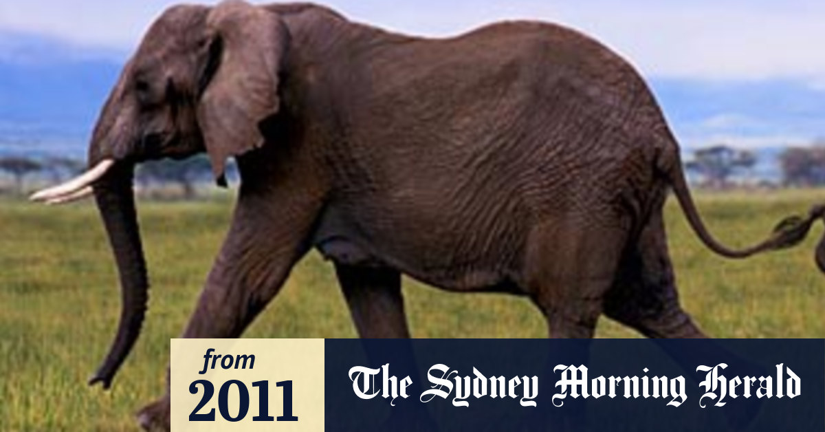 One Lucky Elephant, Tuesday, December 13