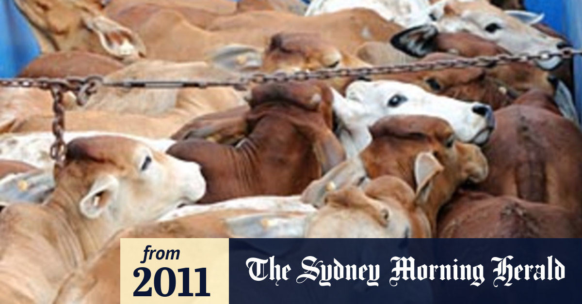 Angry cattle farmers threaten class action