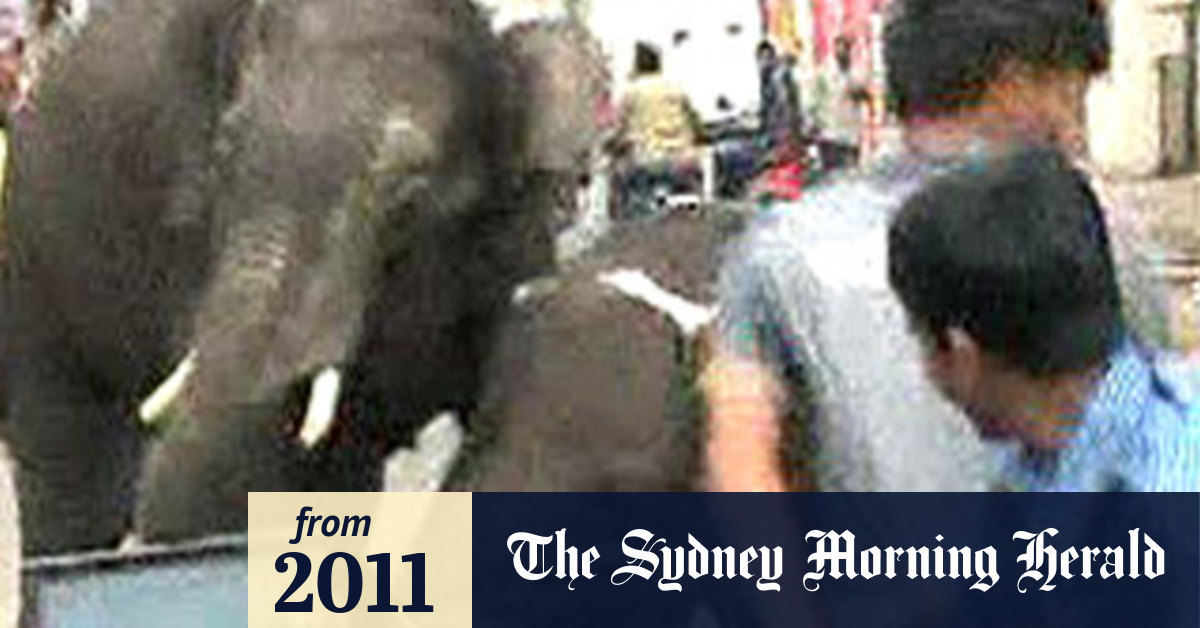 Death and destruction as elephants rampage through Indian city