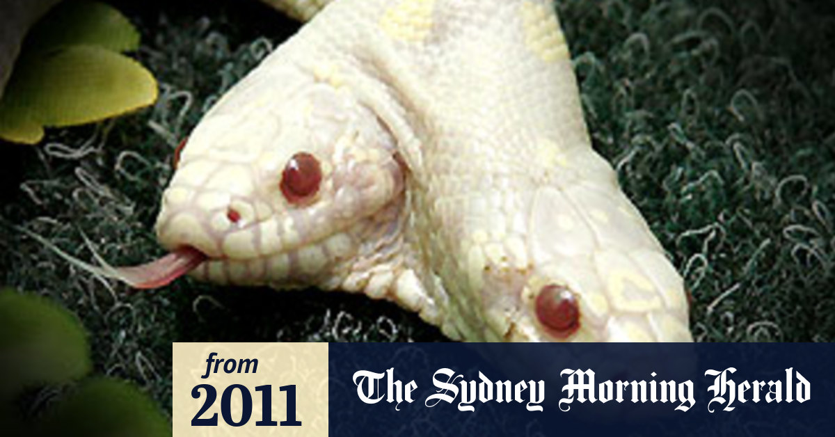 Two-headed snake on display at Ukraine zoo