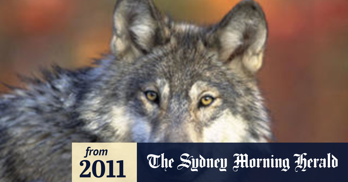 German wolves howling