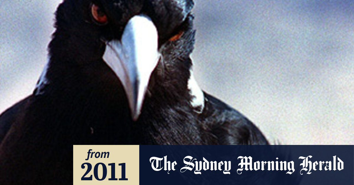 Police ordered to shoot dangerous magpie