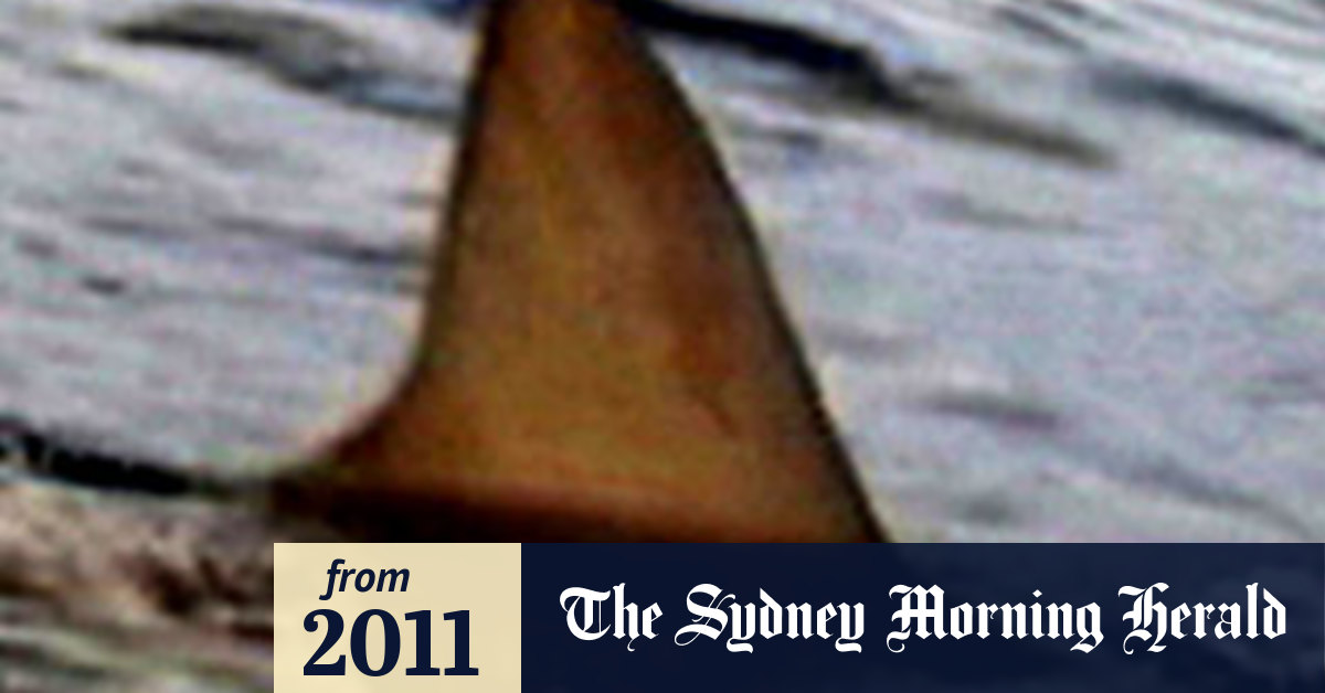 Shark bites surfer on arm