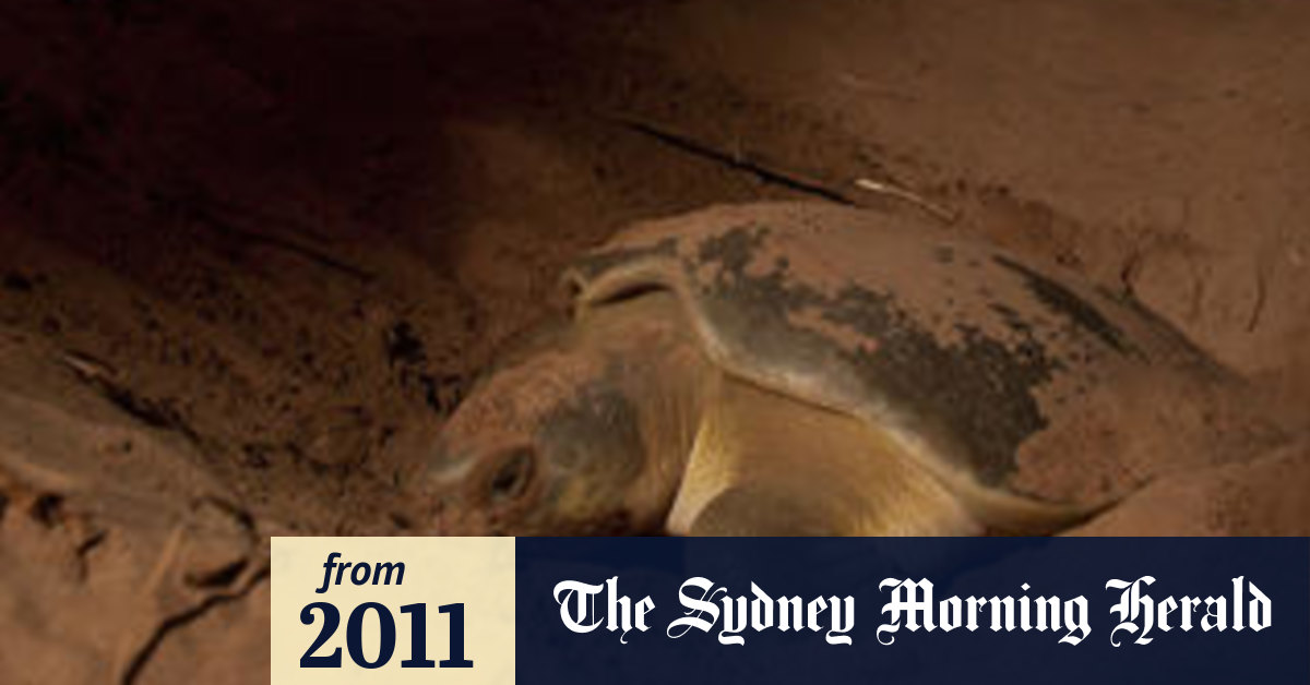 Turtles and unexploded bombs prove to be happy bedfellows