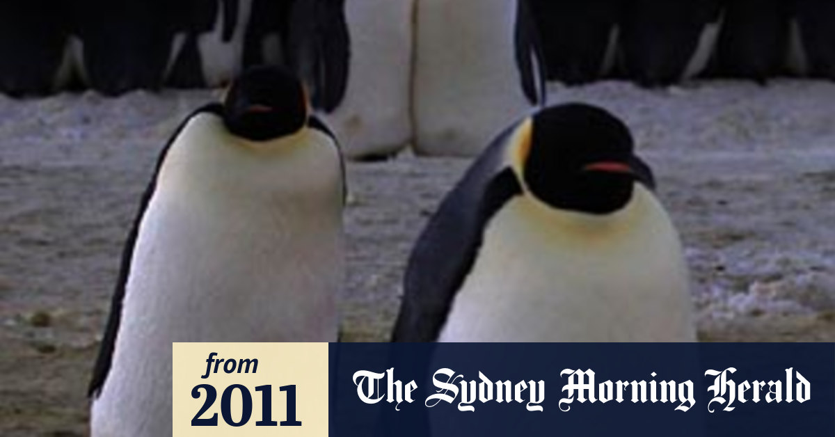 Penguins prove there is safety in numbers