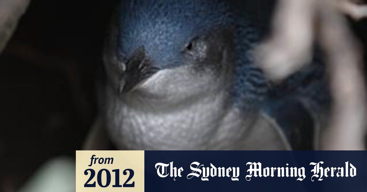 Dogs wipe out penguin colony