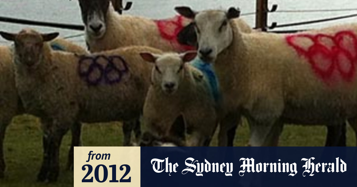 Quick go the cheers from sheep to shore for farmer and flock