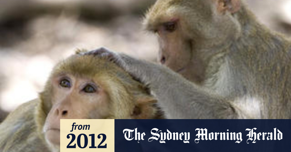 First genetically modified monkeys born