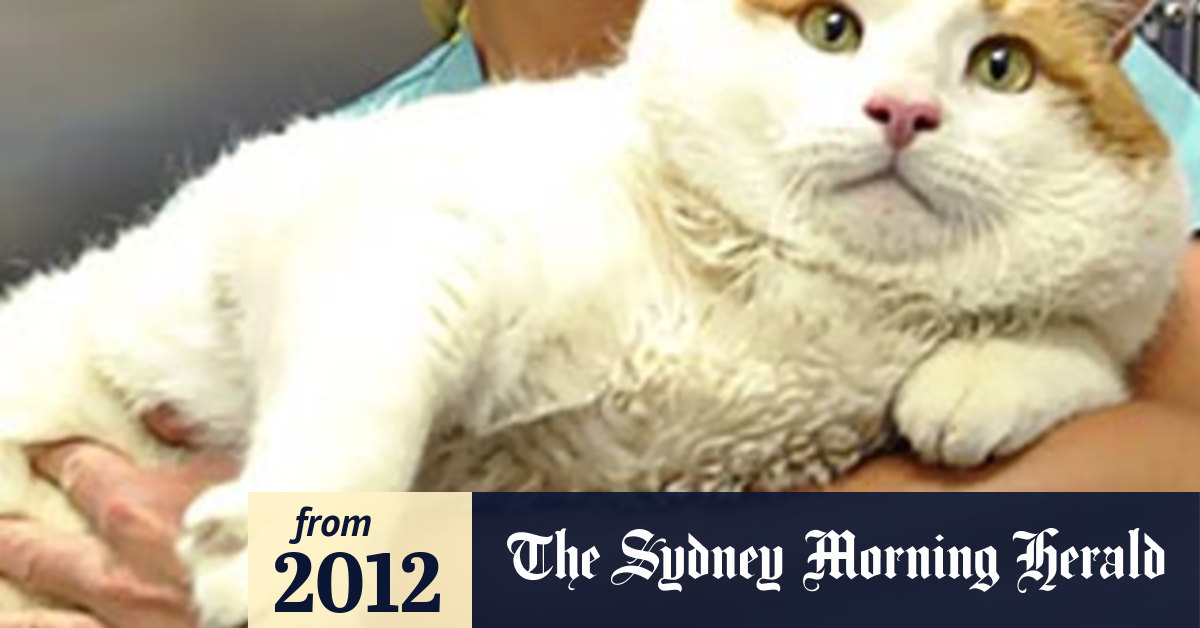 Famed fat cat Meow dies of obesity