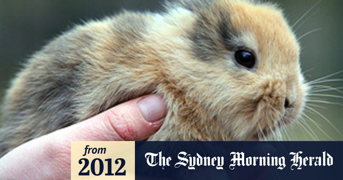 Clumsy cameraman kills rare bunny