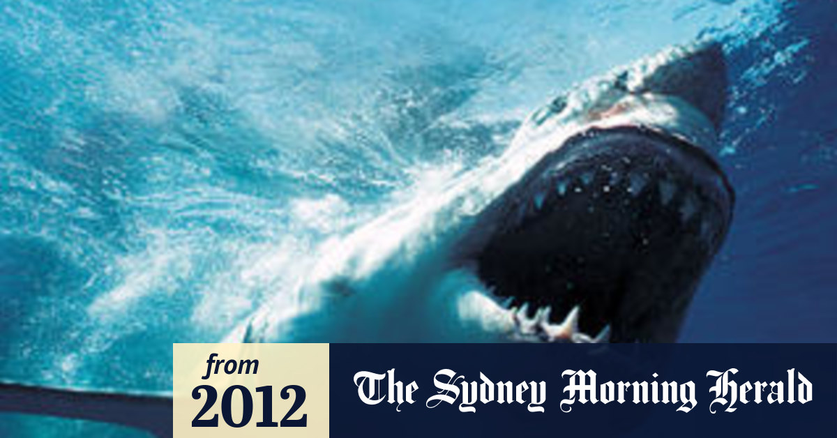 Rogue sharks 'a movie myth'