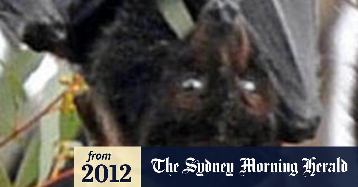 Evicted bats spread their wings