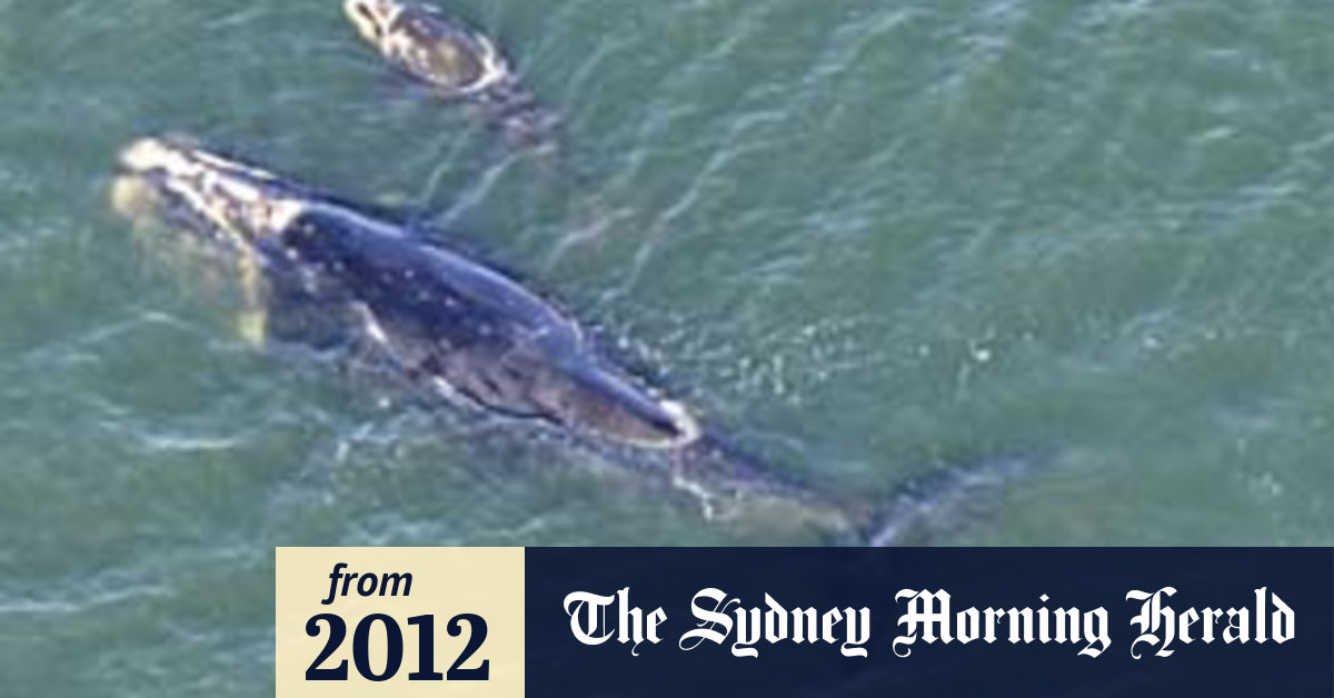 Scientists deploy military technnology to listen to whales