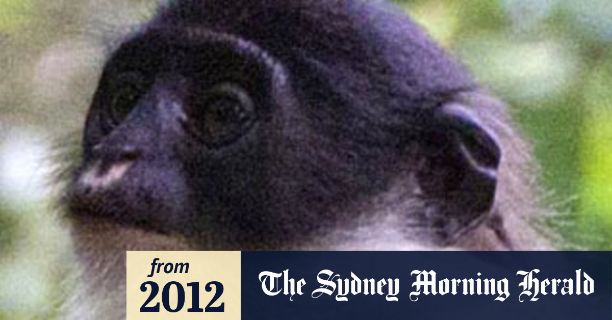 Monkey believed extinct 'rediscovered'