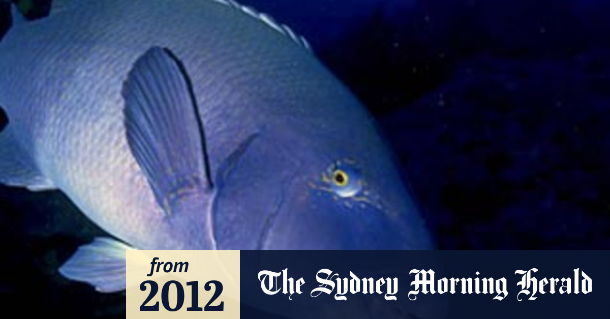 Out of the blue, our friendliest fish