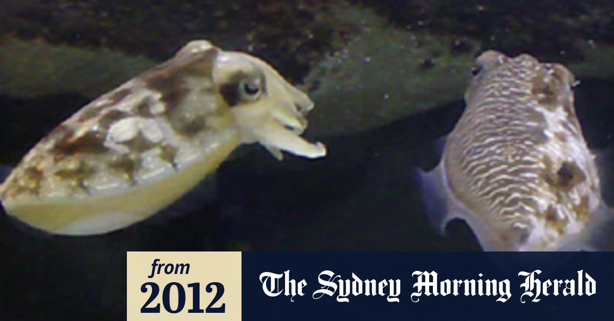 Cheaters never prosper ... unless you're a mourning cuttlefish