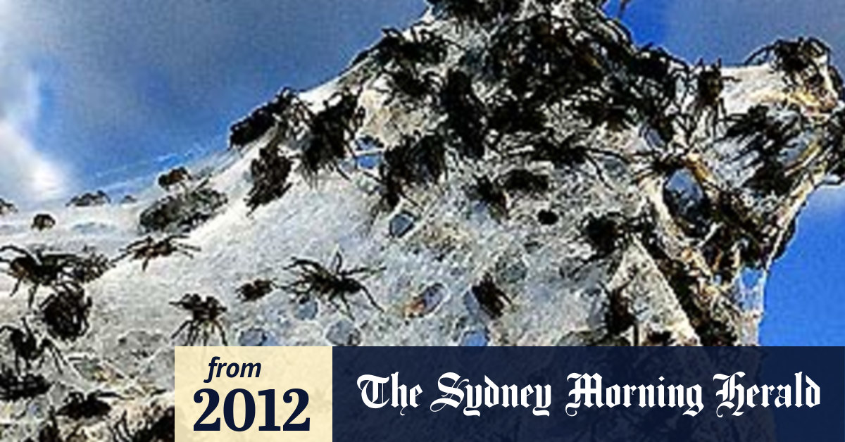 Web wonders: spiders spin for their lives as floodwaters rise